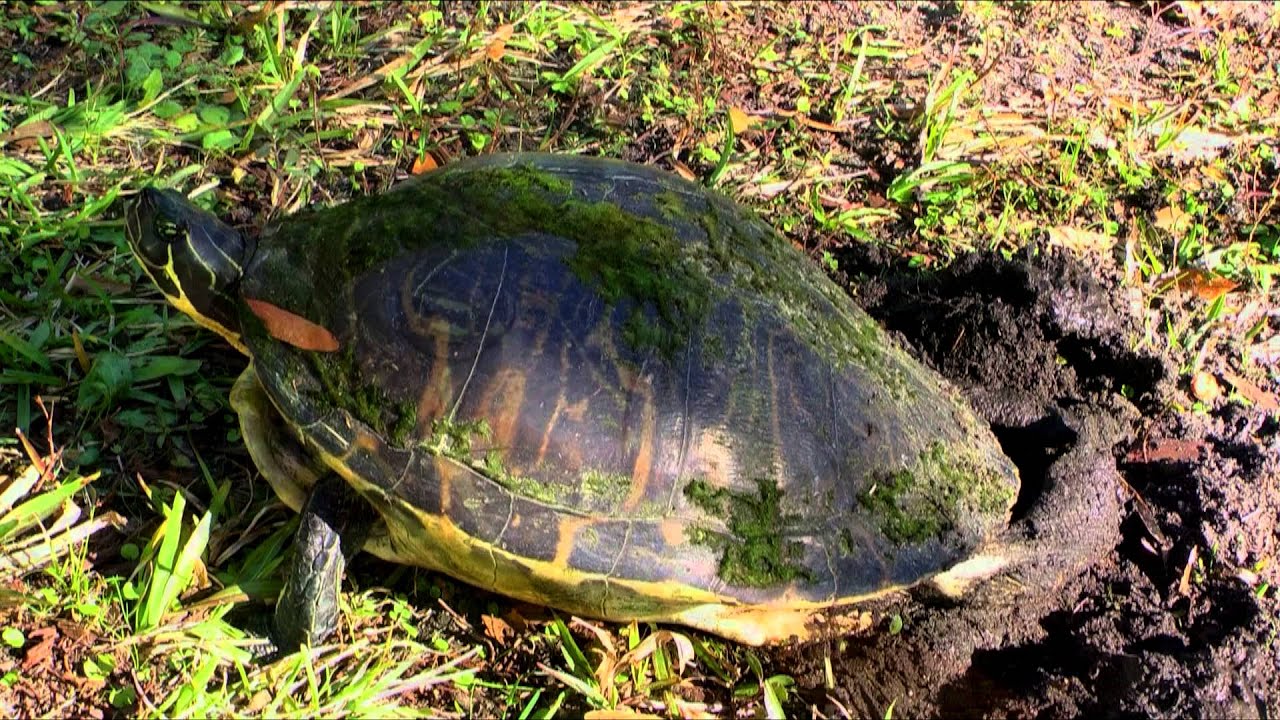 Mama Turtle - YouTube