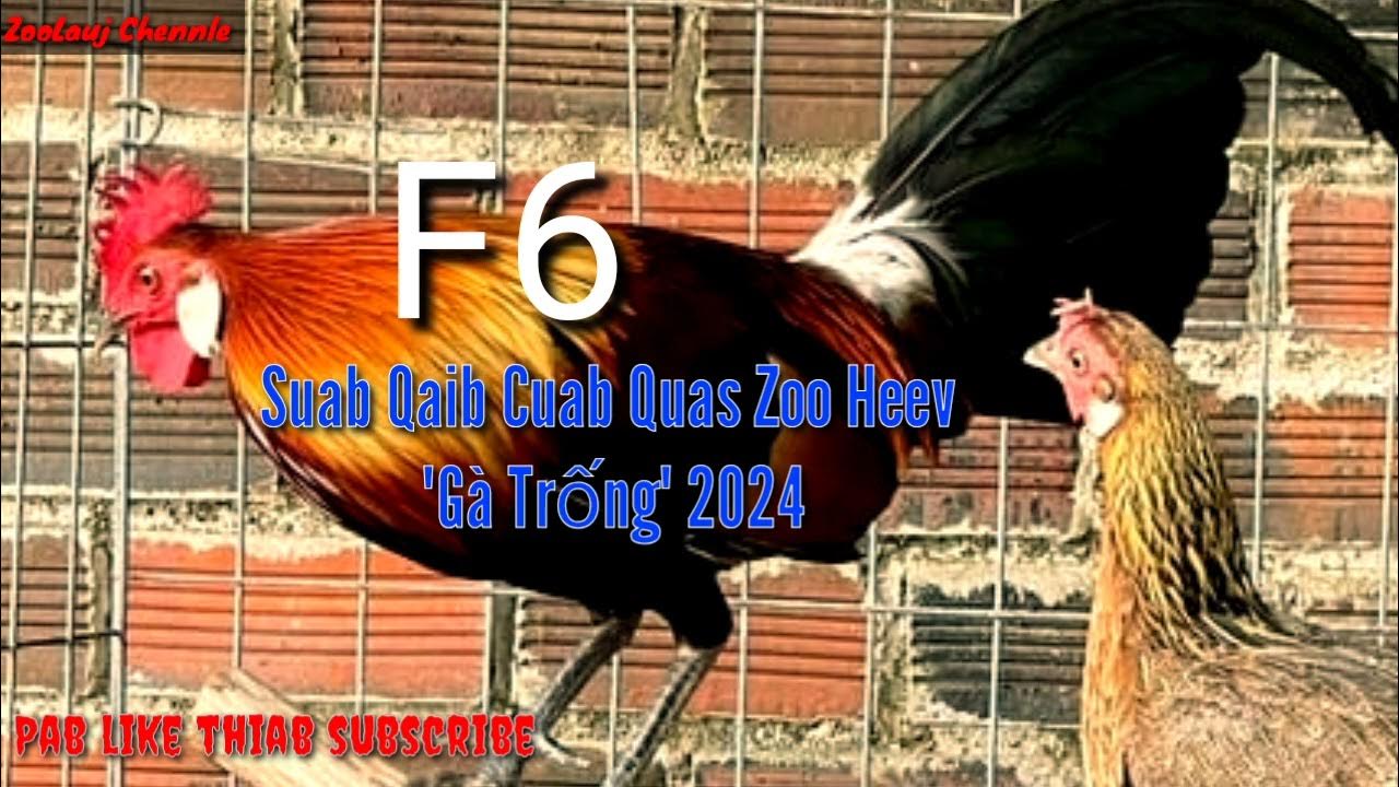 Suab Qaib Cuab Quas Zoo Heev - YouTube