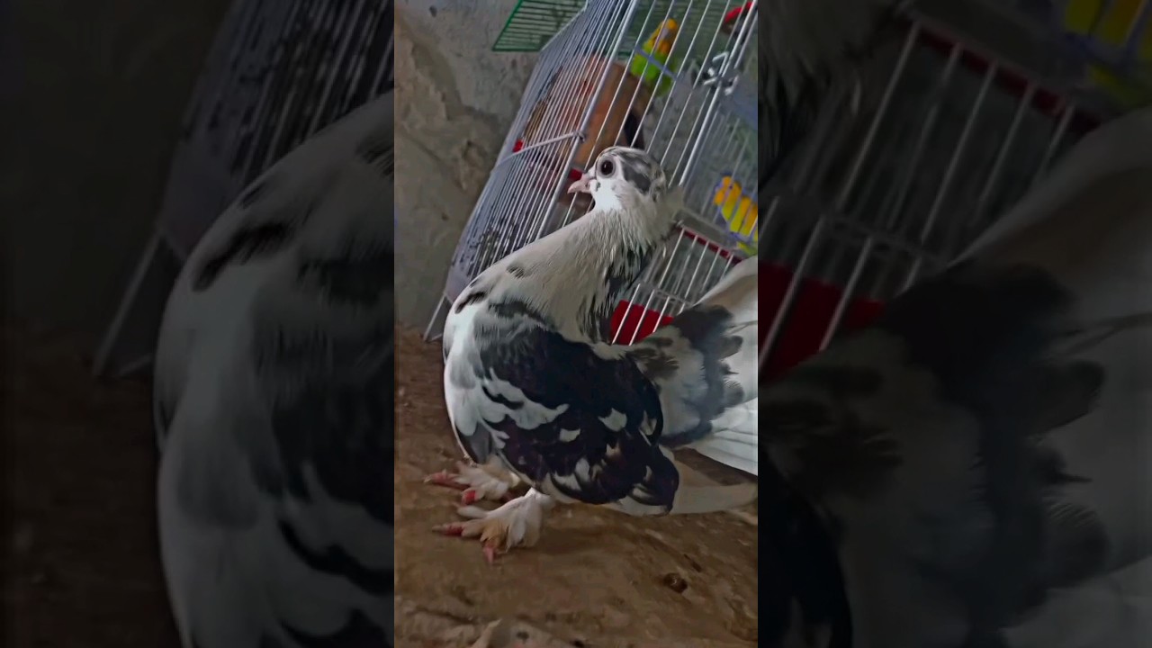 Nayab kabootar 😍 #pigeon #pets #kabootar #kabutar #viral #birdslover # ...