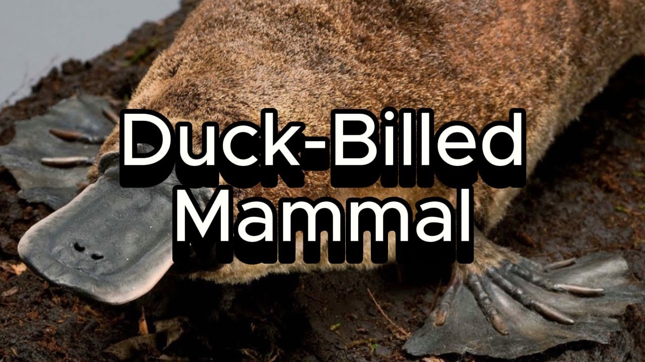Platypus – 10 Weird Facts About the Duck-Billed Mammal - YouTube