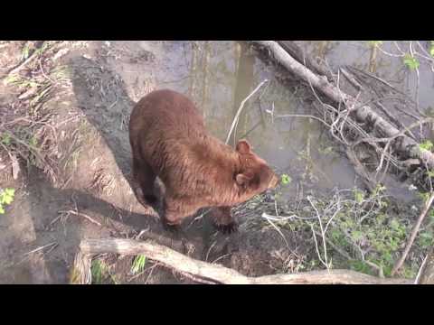 BIG color phase BLACK bear!! (CANADA!) - YouTube