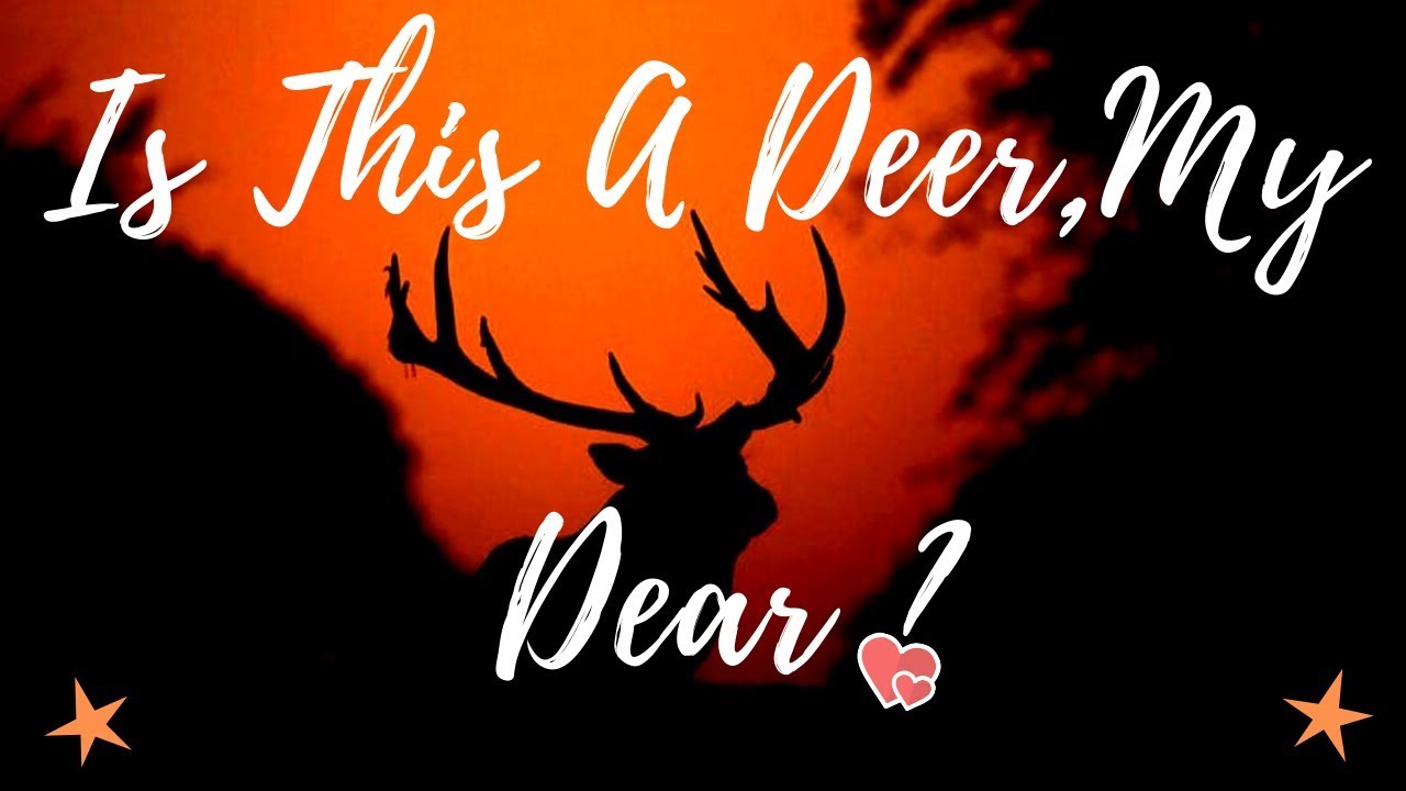 Confusing English Words - Deer vs Dear (Homophones ) - YouTube