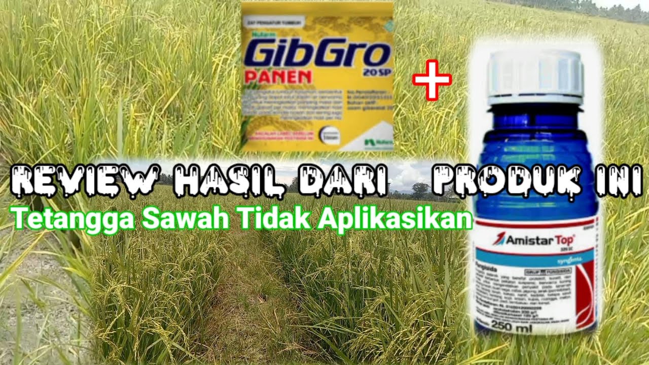 Hasil Aplikasi Amistartop + Gibro untuk Padi - YouTube