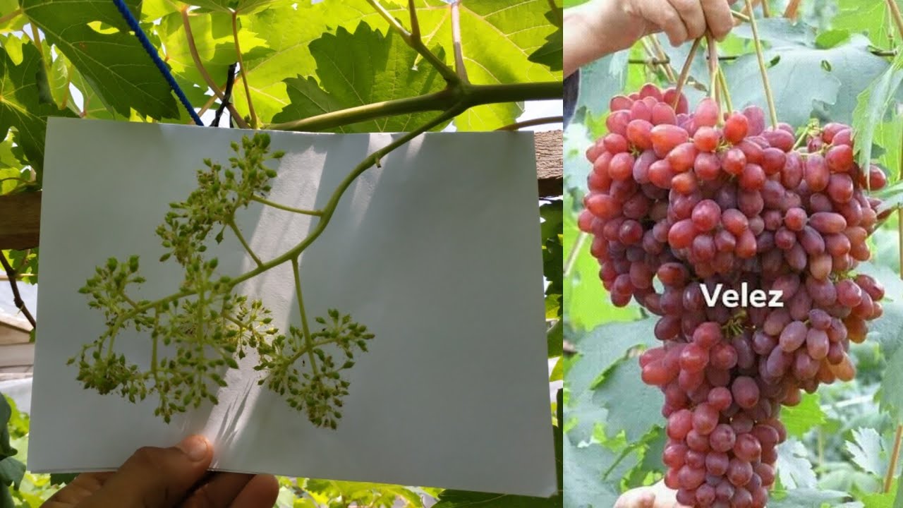 Anggur Veles - perkembangan bunga sudah menjadi putik - sumatera barat ...