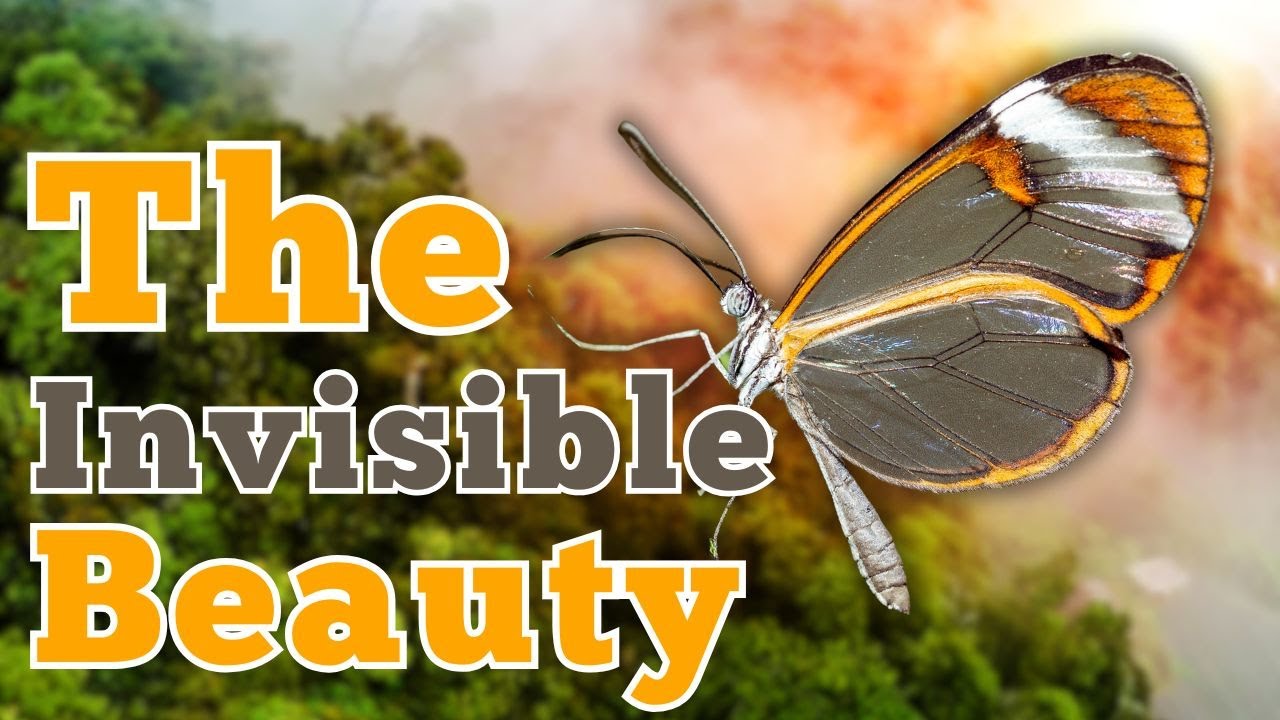 The Invisible Beauty — The Glasswing Butterfly - YouTube