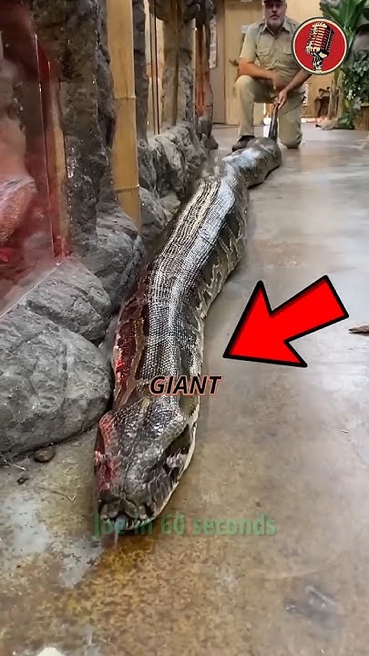 🐍 PYTHONS Are Out of Control ft. Joe Rogan - YouTube