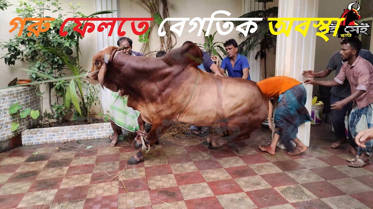 𝗕𝗶𝗴 𝗕𝘂𝗹𝗹 𝗚𝗿𝗼𝘂𝗻𝗱𝗶𝗻𝗴 | গরু কুরবানি দিতে যেয়ে বেগতিক অবস্থা | কুরবানি ঈদ ...