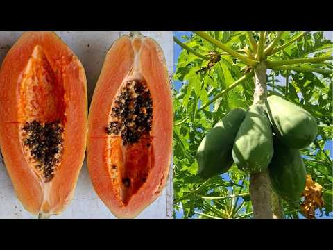 Dişi ve Hermafrodit Papayalar Elde Etmek İçin Papaya Tohumları Nasıl Seçilir