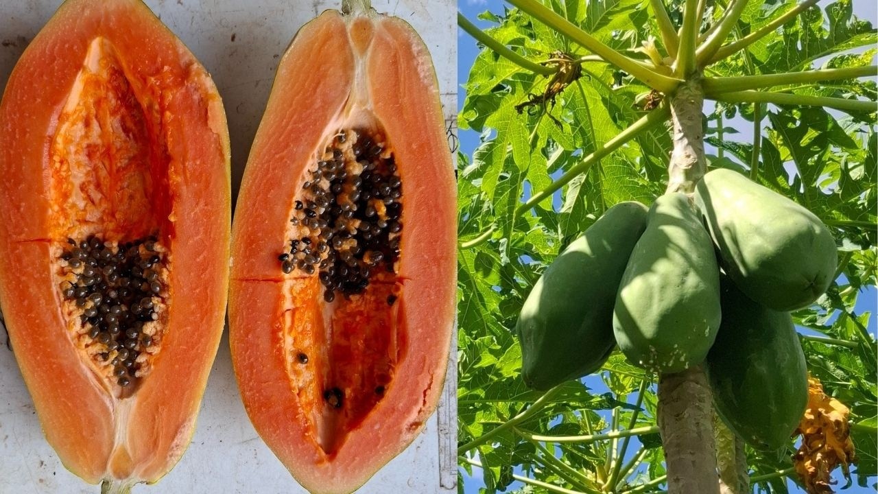 Como Selecionar Sementes Do Mamão Para Obter Mamão Fêmea e Hermafrodita ...