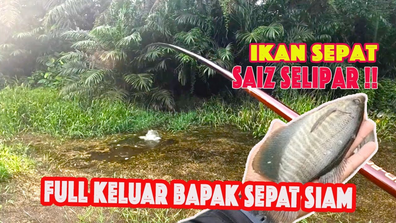 Mancing ikan Sepat Liar || Ikan Terlalu Besar dan Gemuk. Umpan Jatuh ...