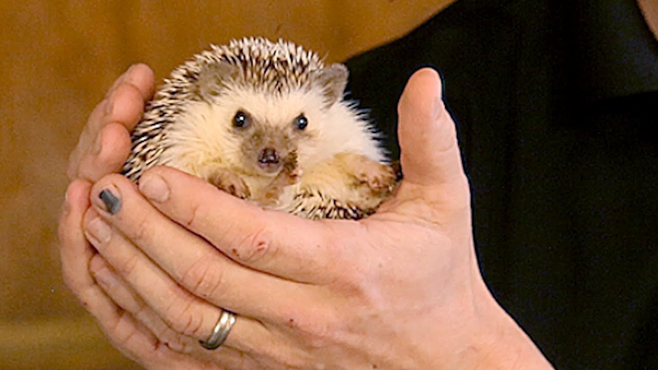 Hedgehogs Full Grown