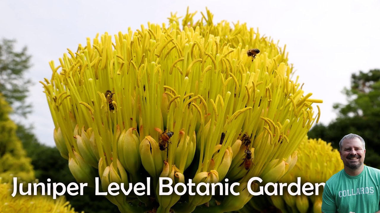 Juniper Level Botanic Garden Walking Tour - YouTube