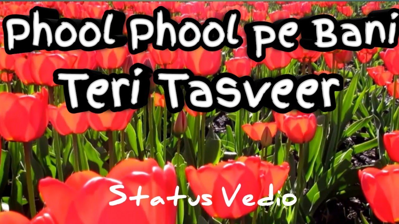 Phool Phool Pe Bani Teri Tasveer ll फूल फूल पर बनी तेरी तस्वीर ll Status Video - YouTube