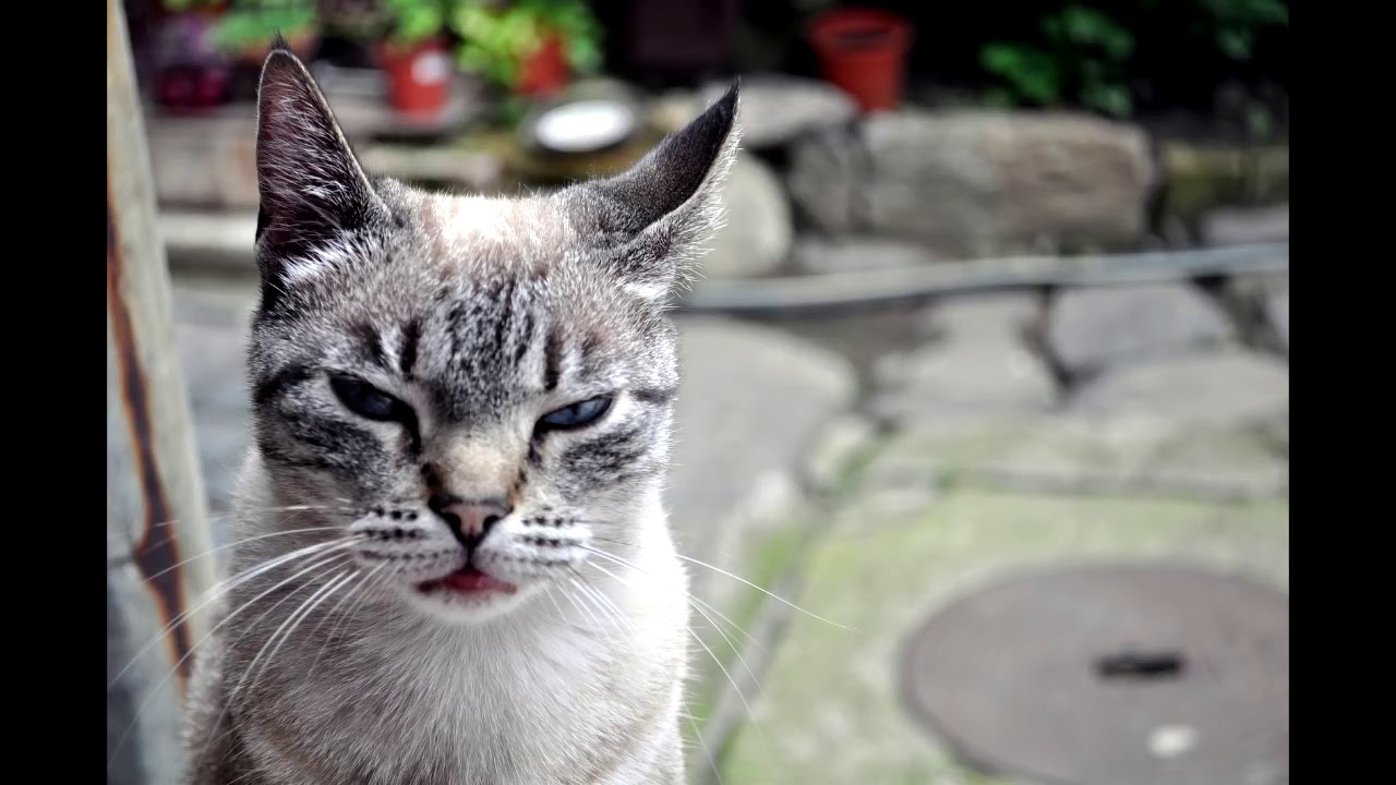 Angry cat sound effect - YouTube