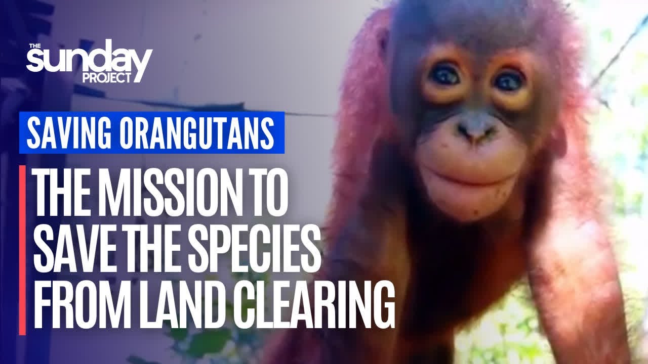 Save The Orangutans Palm Oil