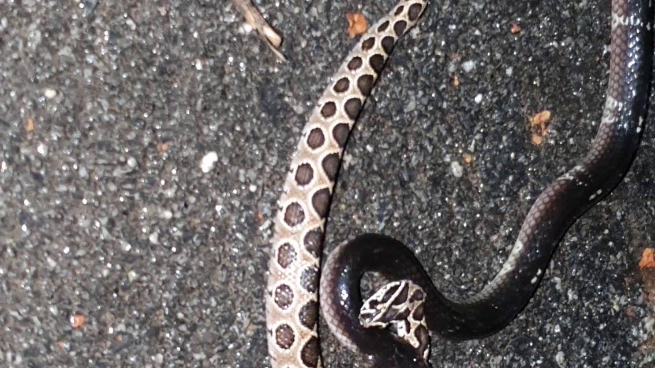 Banded krait predates a Russell viper - YouTube