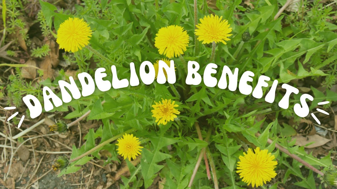 From Root to Flower: How Dandelions Can Boost Your Health | Dandelion ...