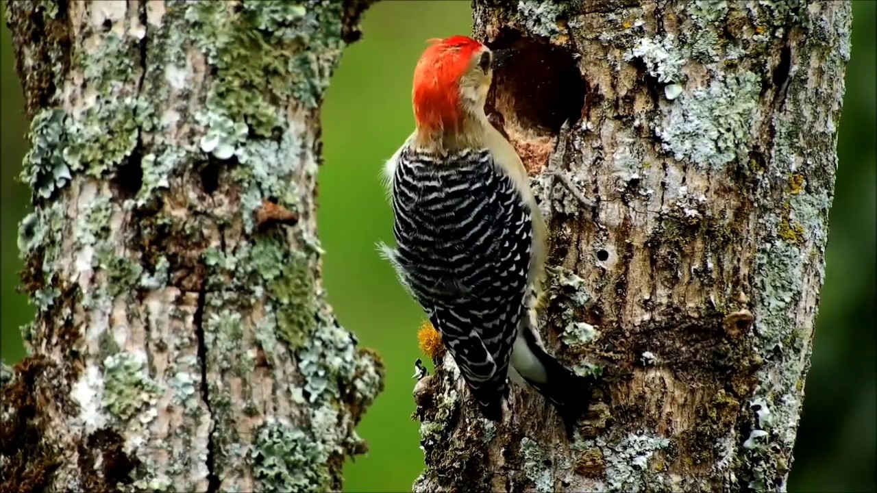 Beautiful Brids in the world - YouTube