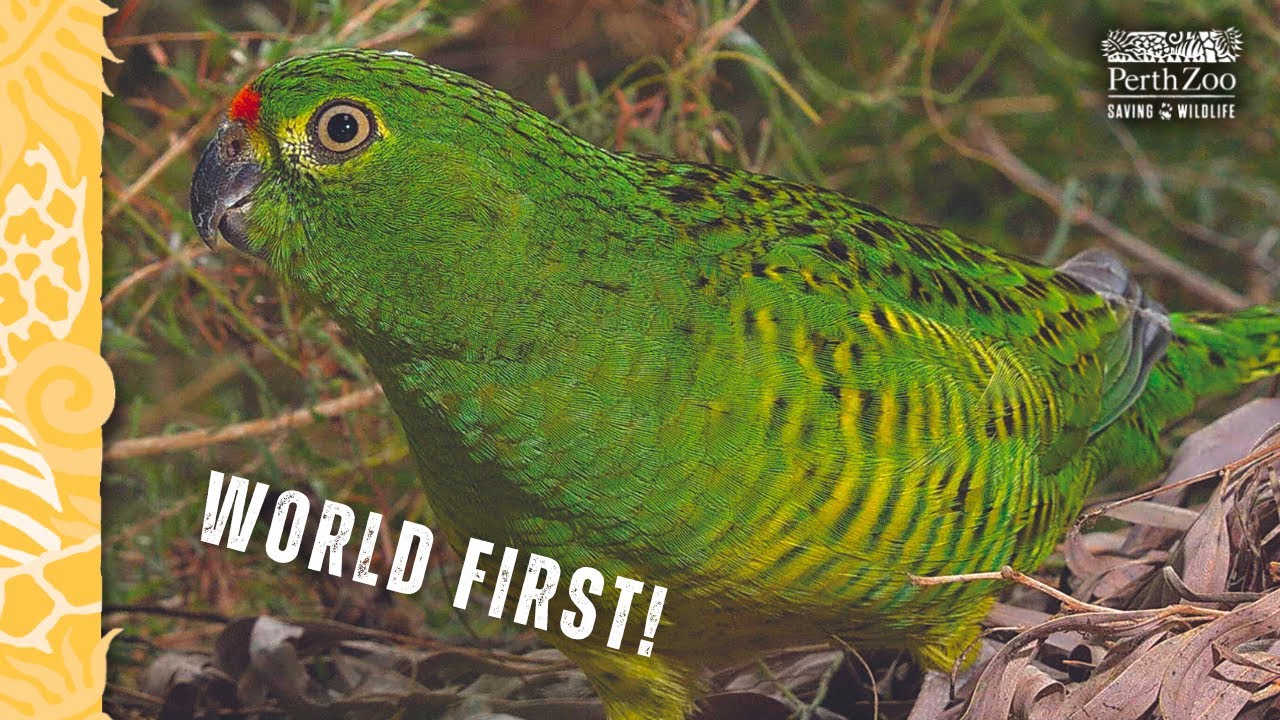 World first for rare Western Ground Parrot at Perth Zoo - YouTube