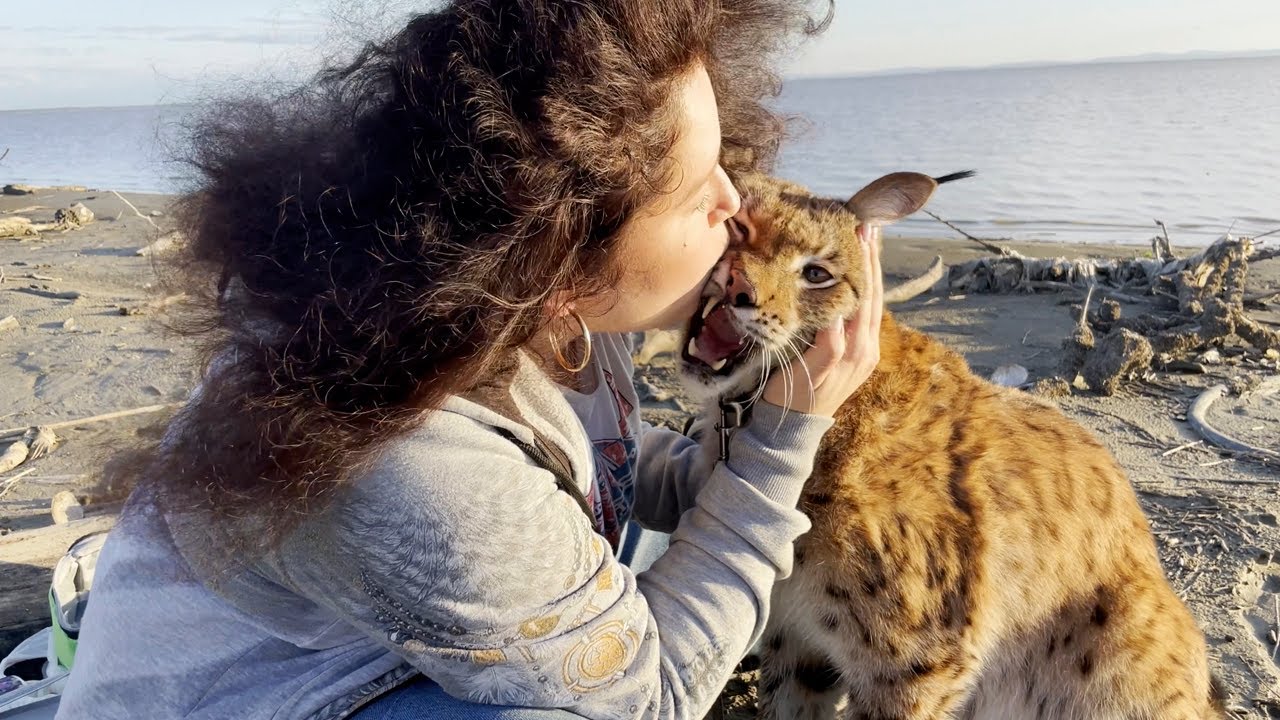 Wild lynx loves hugs and kisses) And I love her - YouTube
