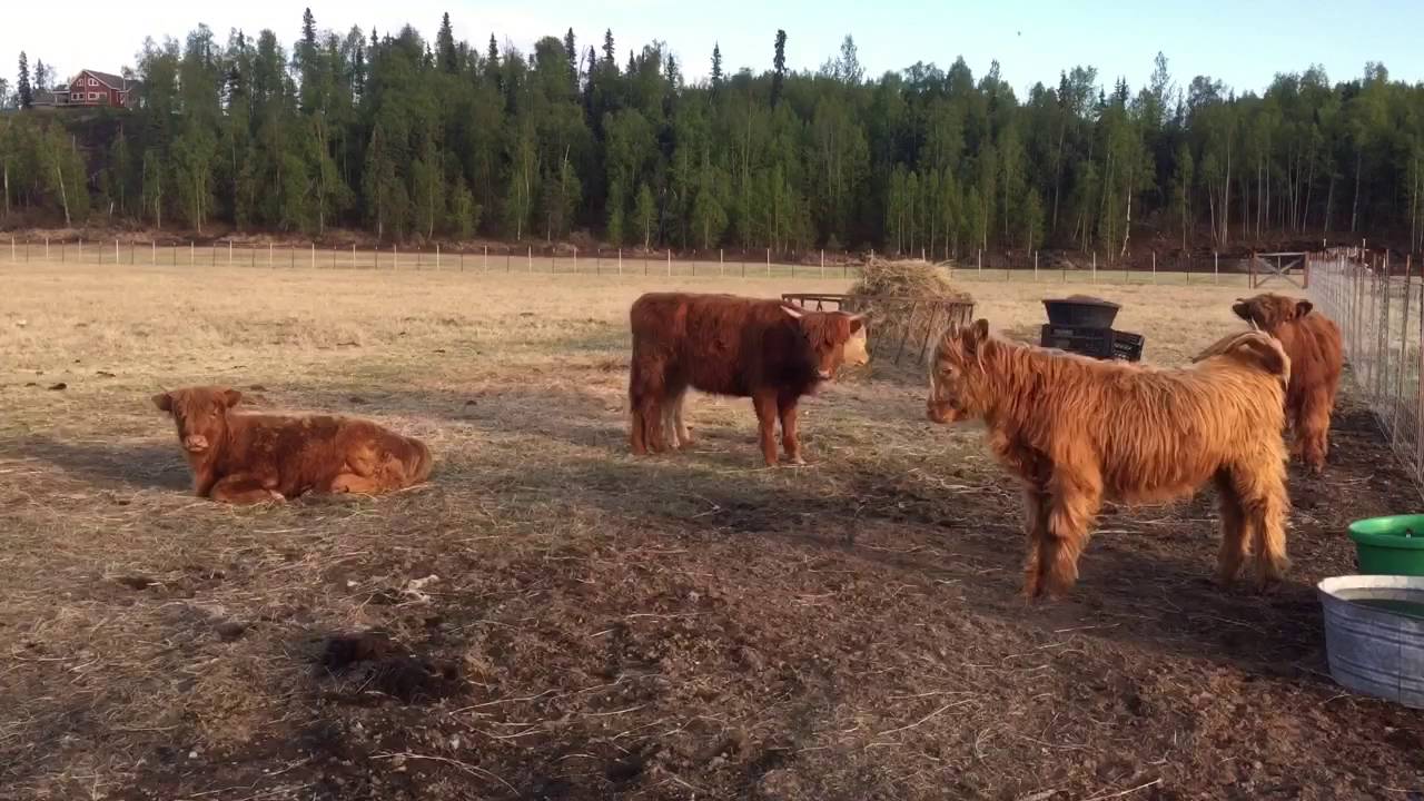 Alaska Mom Off Grid - On The Farm Talkeetna, AK - YouTube