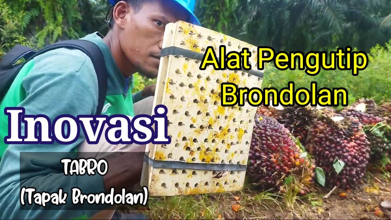 Inovasi Alat Pengutip Brondolan TABRO (Tapak Brondolan) - YouTube