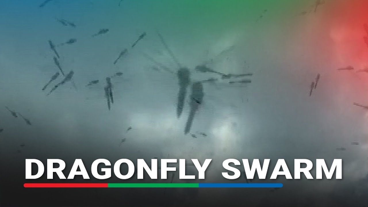 Huge dragonfly swarm in Rhode Island | ABS-CBN News - YouTube