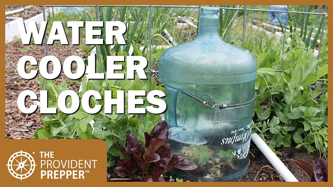 Fantastic Frost Protection Using Water Cooler Bottles - YouTube