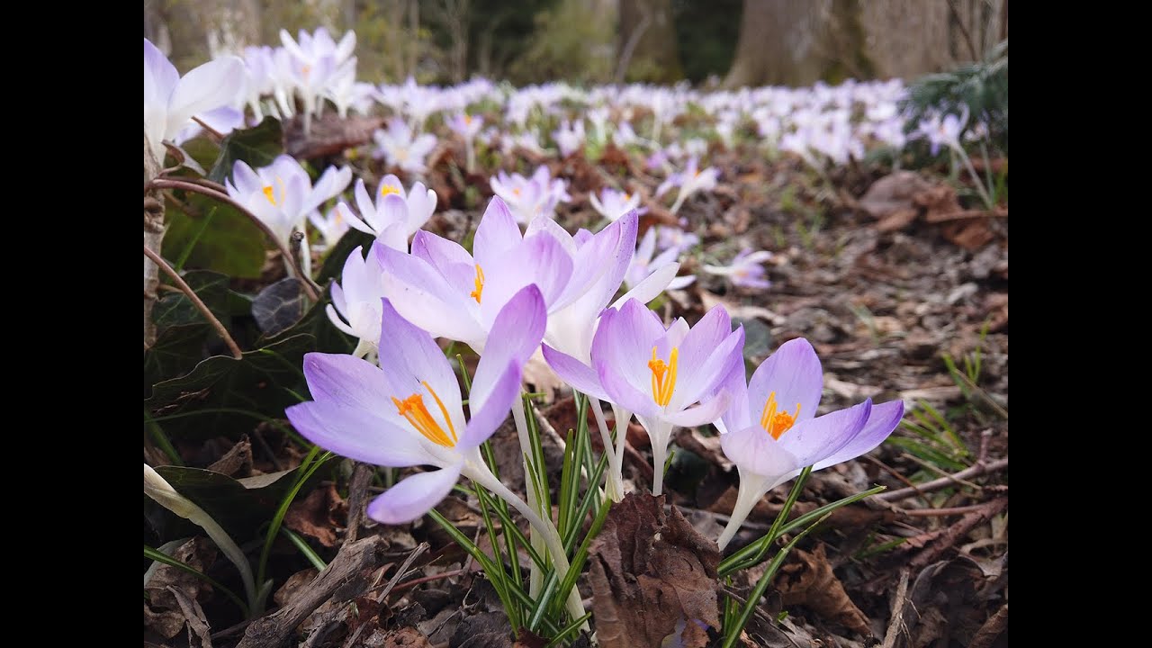 Spring Flowers with Relaxing Music - YouTube