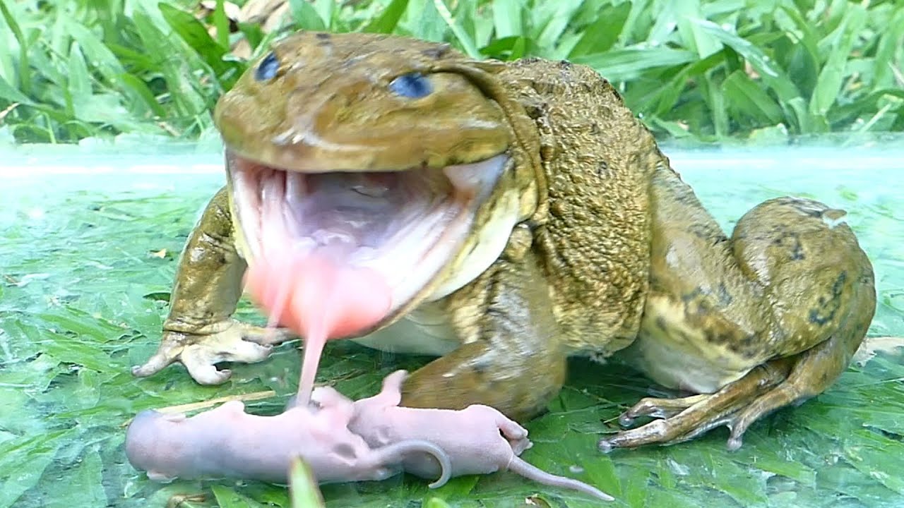 My Bullfrog very hungry need more foods - YouTube