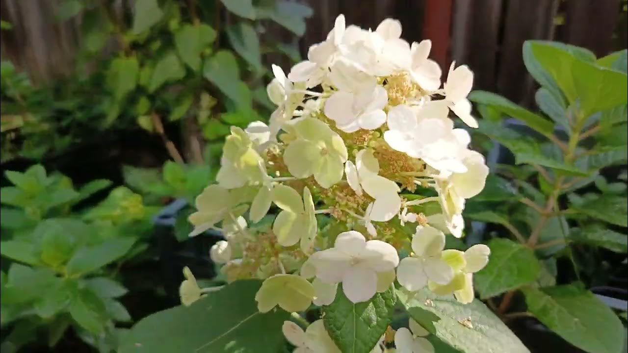 Мои гортензии серии ПАН и другие...28.07.2024г. - YouTube