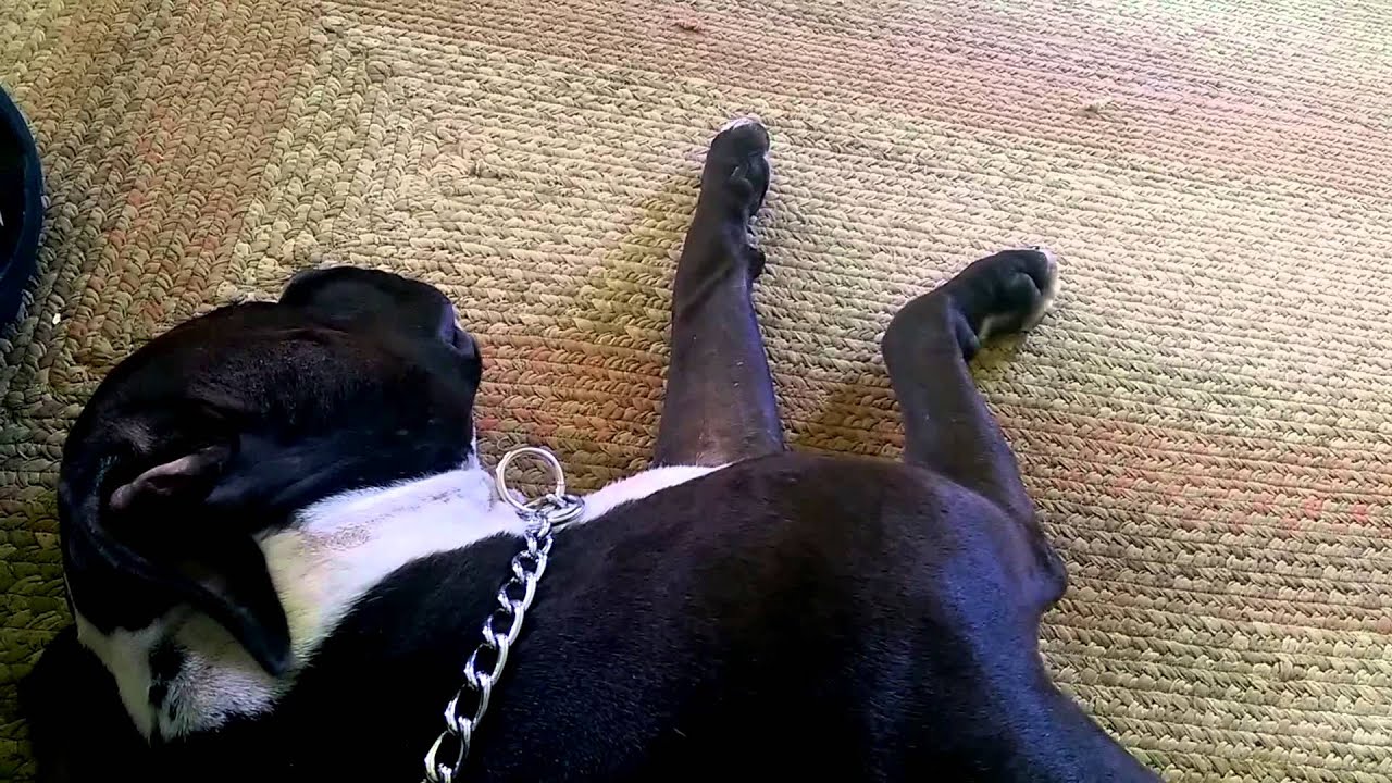 Joe the Pitbull Crying in His Sleep. Sobbing over the chicken? - YouTube