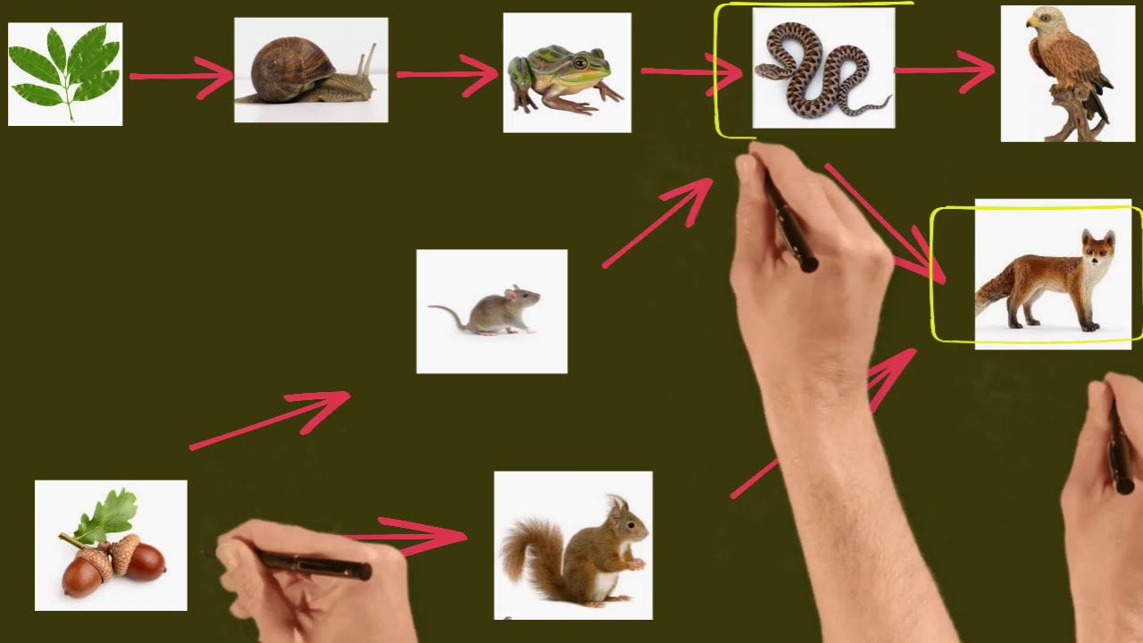 Chaînes et réseaux alimentaires - YouTube