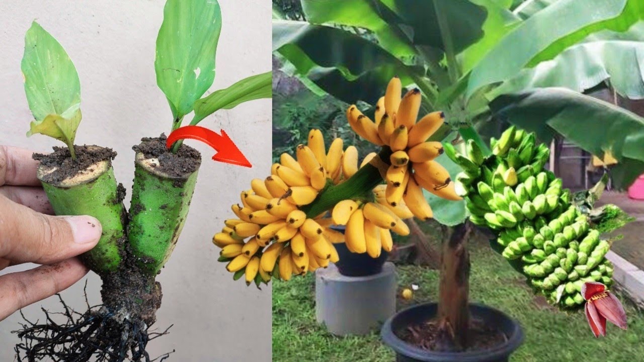 Unique Skills Grafting Banana tree from banana fruit - YouTube