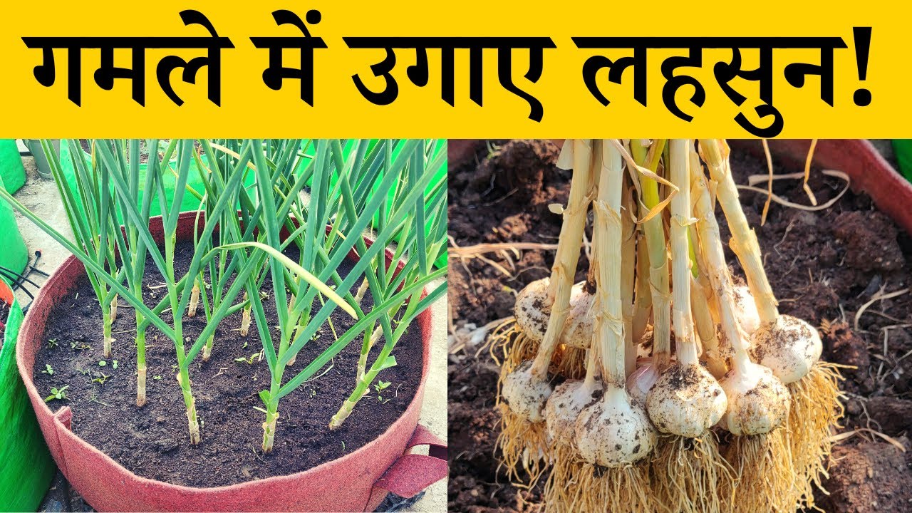 गमले में उगाए लहसुन! घर पर लहसुन कैसे उगाएं | How To Grow Garlic At ...