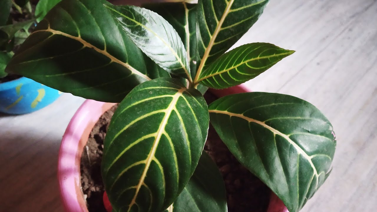 How to care beautiful Indoor plant Sanchezia plant.... - YouTube