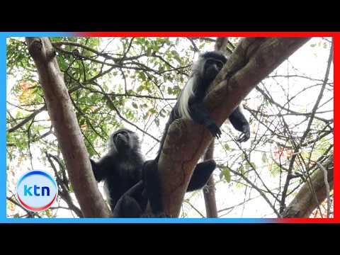 Diani Expansion Project Raises Concerns Over Threats to Eradicate Wildlife and Tree Cover