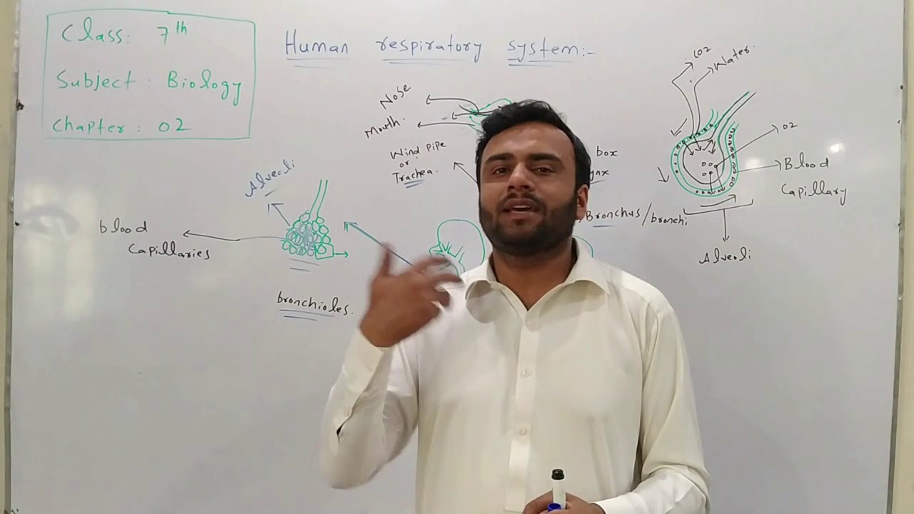 Human Respiratory System - Biology | Lecture 7 | Class 7th - YouTube