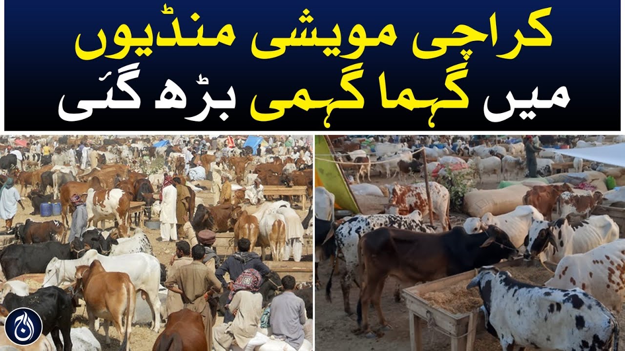 The chaos in the Karachi cattle markets increased - Aaj News - YouTube