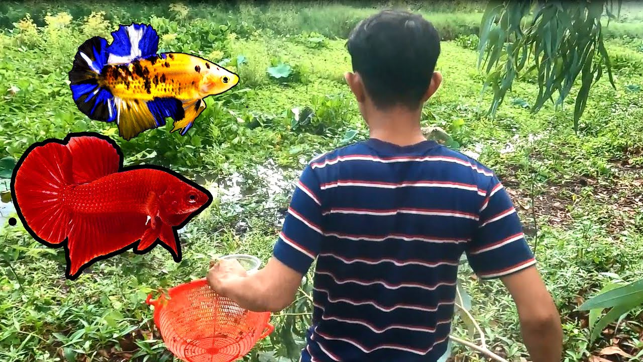 The man founding betta fish and snail a lot in pond behind house - YouTube
