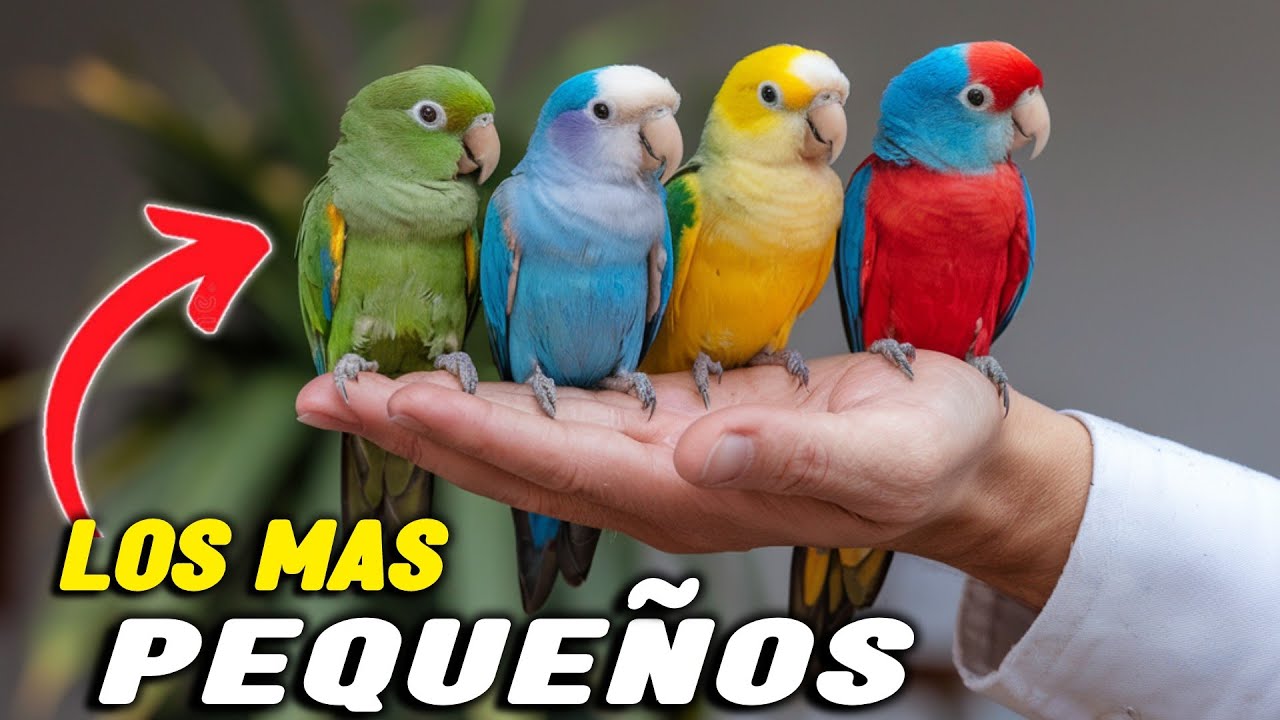 Descubre los 10 LOROS PEQUEÑOS más Hermosos del Mundo 🦜 ️😍 - YouTube