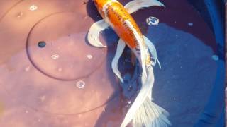 Butterfly Koi @ Wickman's Garden Village