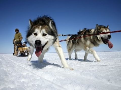 100 sled dogs slaughtered in Canada after post-Olympic tourist slump ...