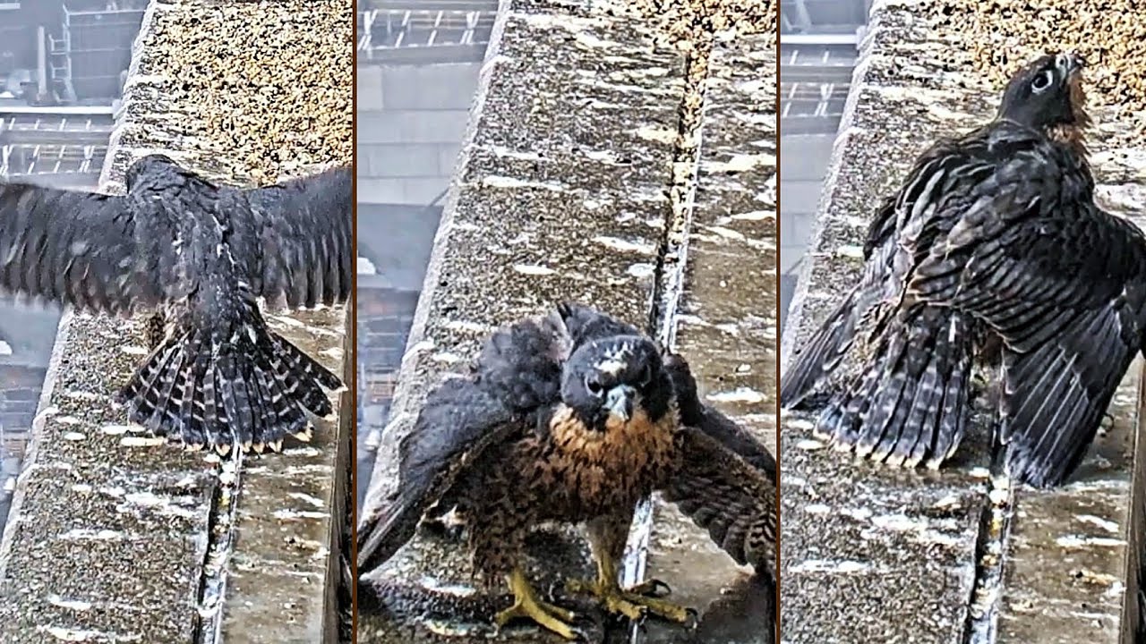 367 Collins Falcons~The youngest is preparing herself for the first ...