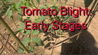 Tomato Blight: How To Identify The Early Stages & Simple Treatment