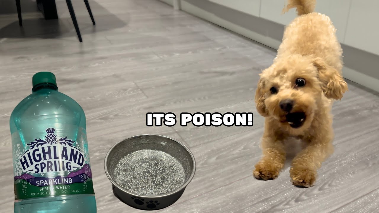 My Dog Tries Sparkling Water For The First Time! - YouTube