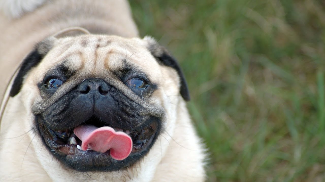 Delicious and Nutritious DIY Treats for Your Pugs! - YouTube