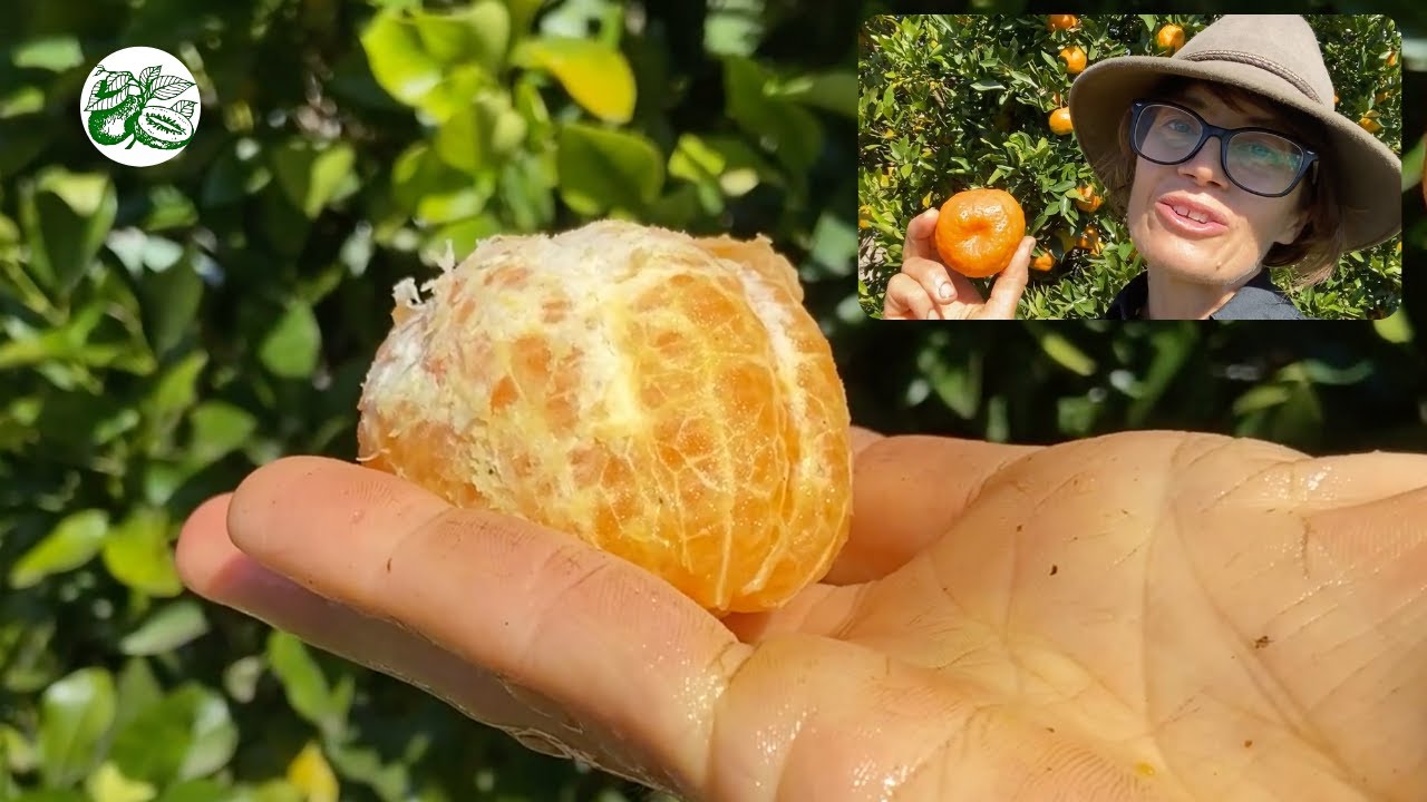 1 Handed Peel Emperor Mandarins Dwarf & Full Size - - YouTube