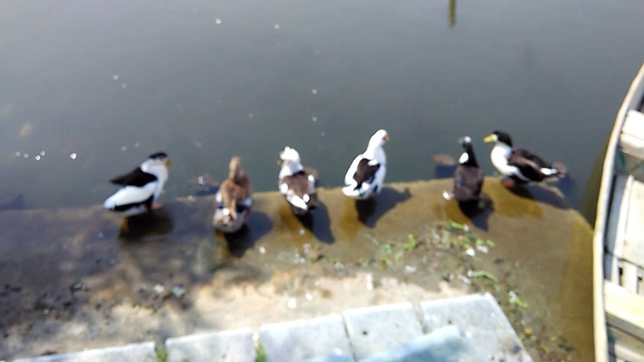 Kashmiri Ducks Day | Dal Lake - Srinagar - YouTube