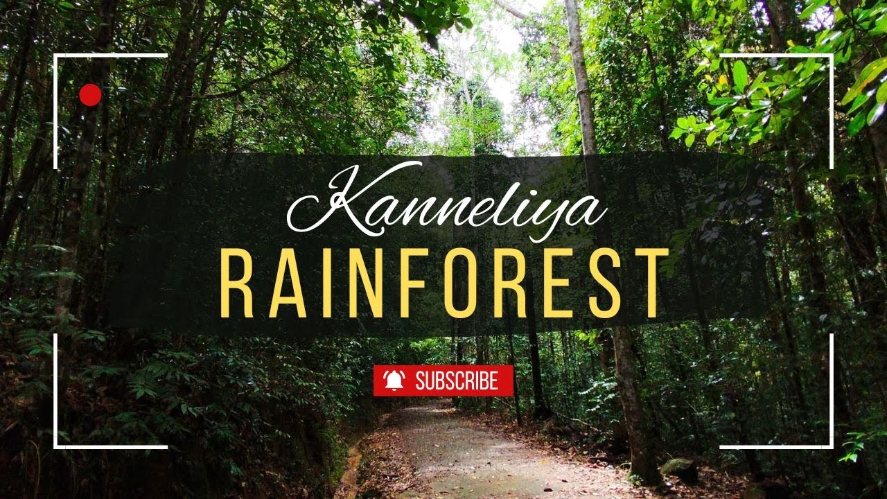 🍃Kanneliya Rainforest - Hidden Gem of Sri Lanka💦 - YouTube